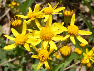 Squaw Weed – Packera obovata | The Compulsive Hiker