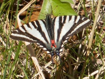 Wyandotte County Lake | The Compulsive Hiker