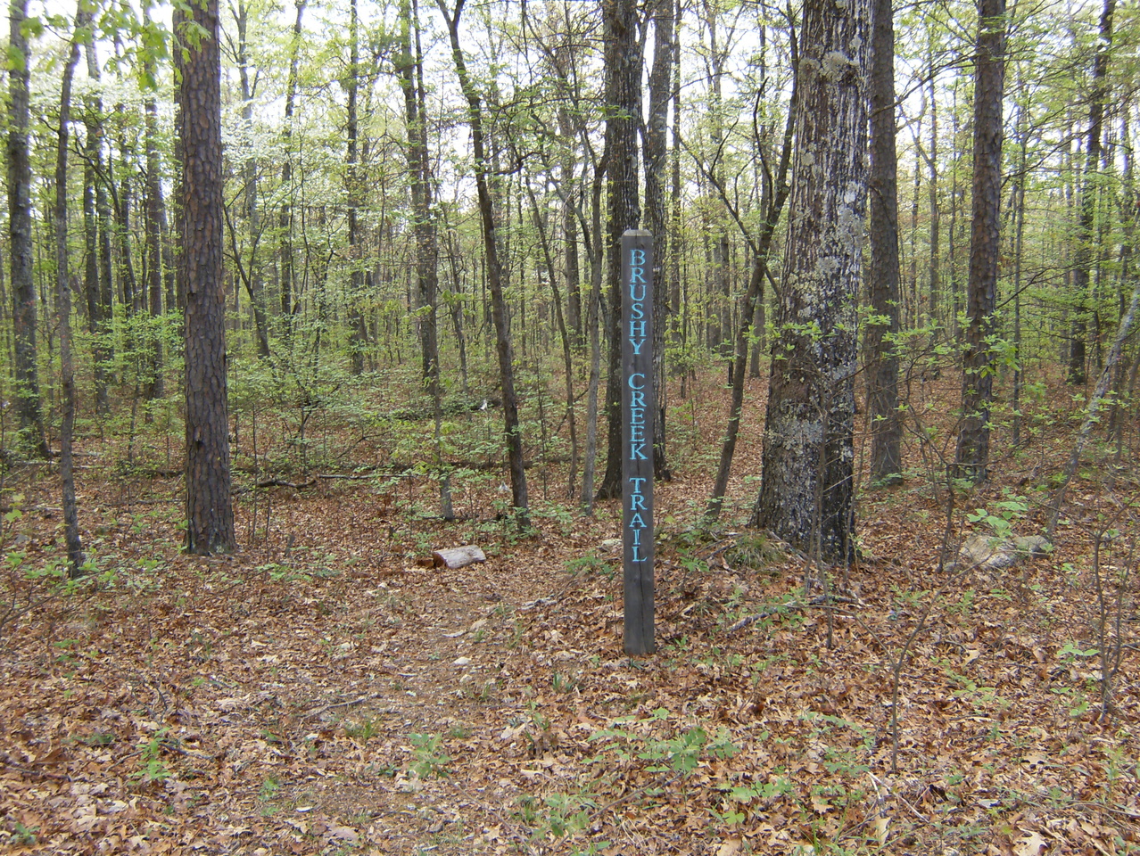 Brushy Creek Trail | The Compulsive Hiker