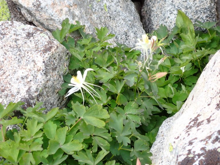 Wind River Range – Silas Canyon | The Compulsive Hiker